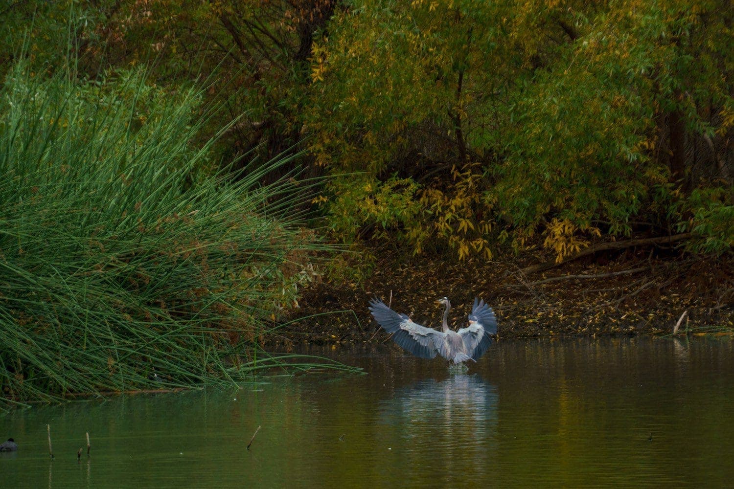 Wildlife at Alisal Ranch | California Resort Vacation | Alisal Ranch
