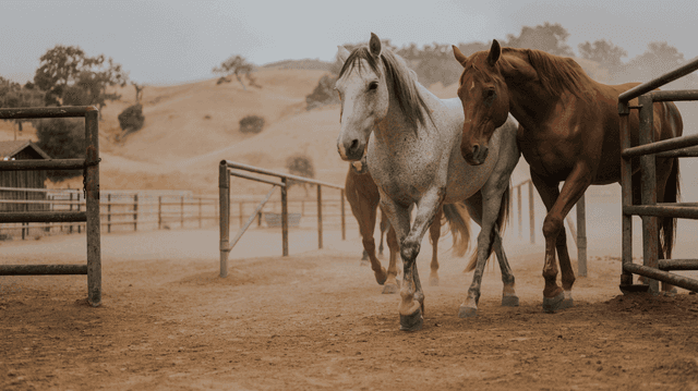 Nightly Rates & Packages | Alisal Ranch | All-Inclusive Vacation